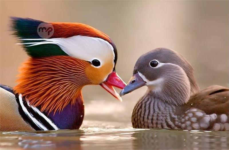 Maldarin ducks | Maltapark