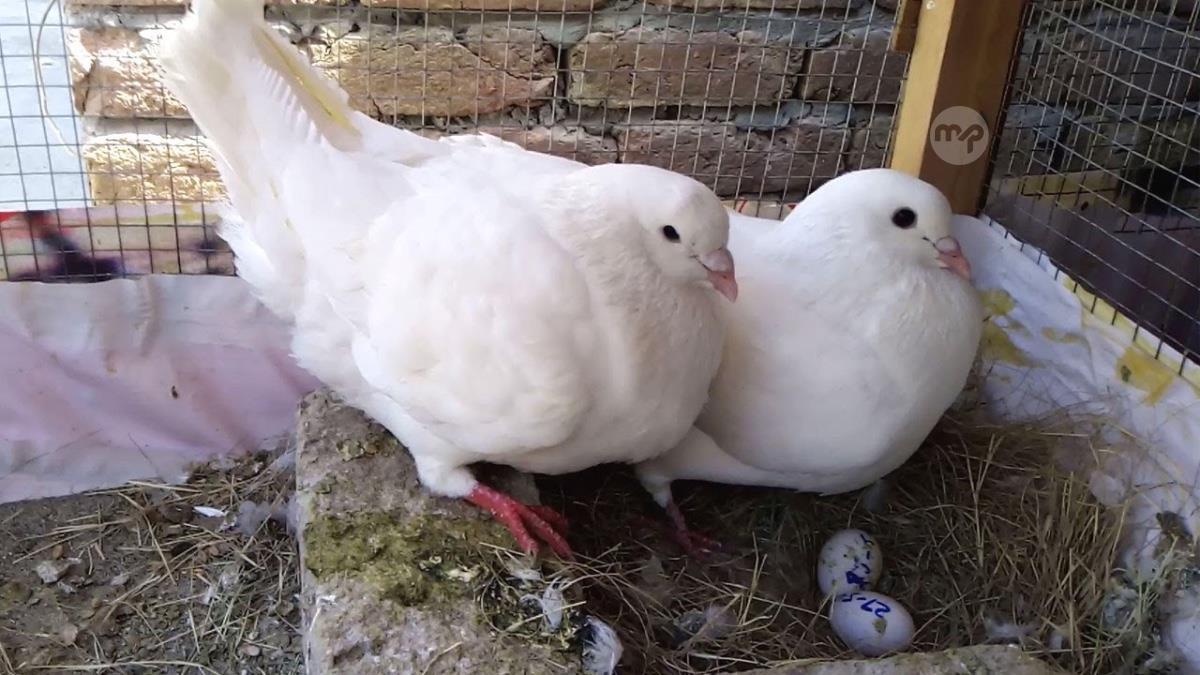 Hamiem Ohxon Abjad | Maltapark