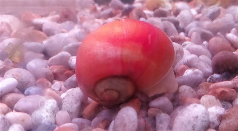 Large Apple Snails | Maltapark