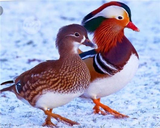 Par Mandarin ducks u zewg nisa wood duck 2018 | Maltapark