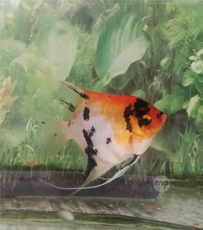 Red Devil Angel Fish | Maltapark