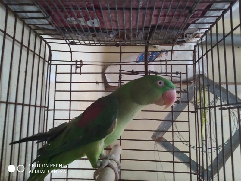 Parrots | Maltapark