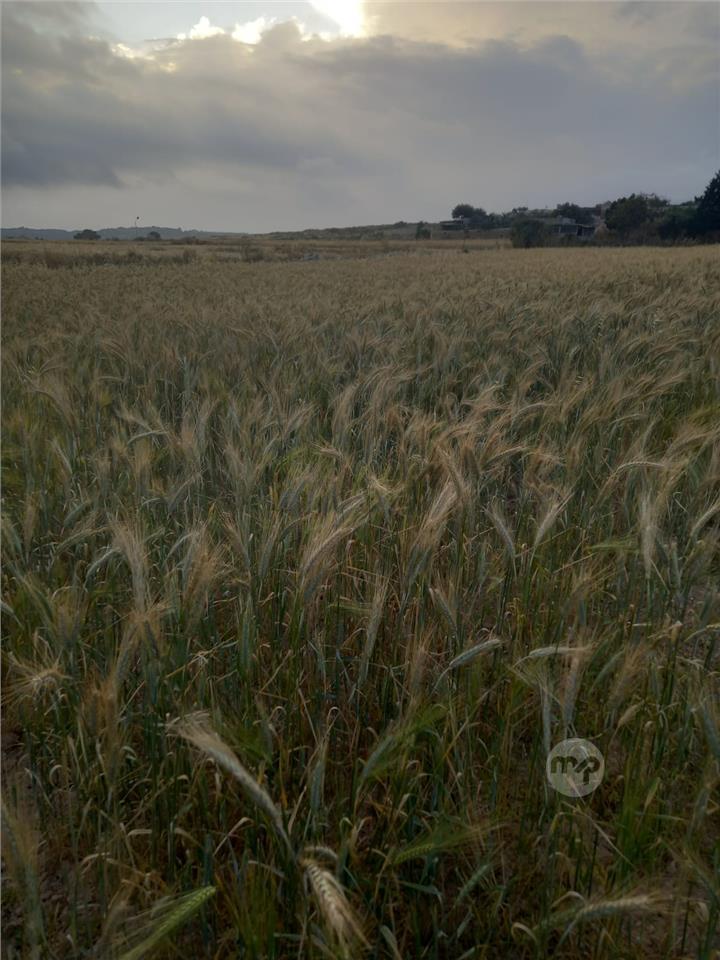 1 tomna limits of naxxar | Maltapark