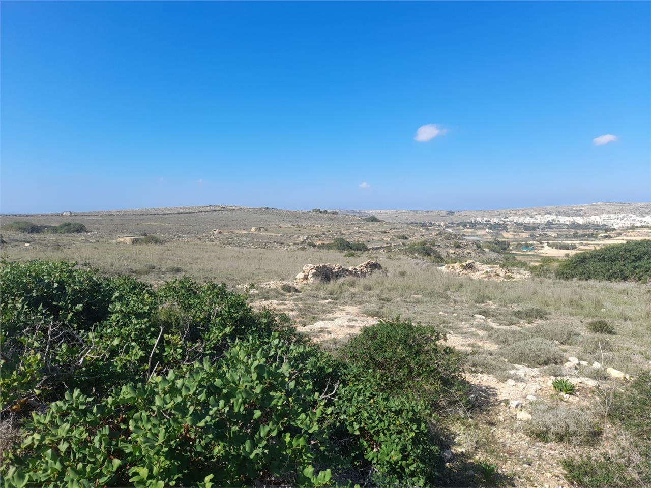 fields imgarr lippija | Maltapark