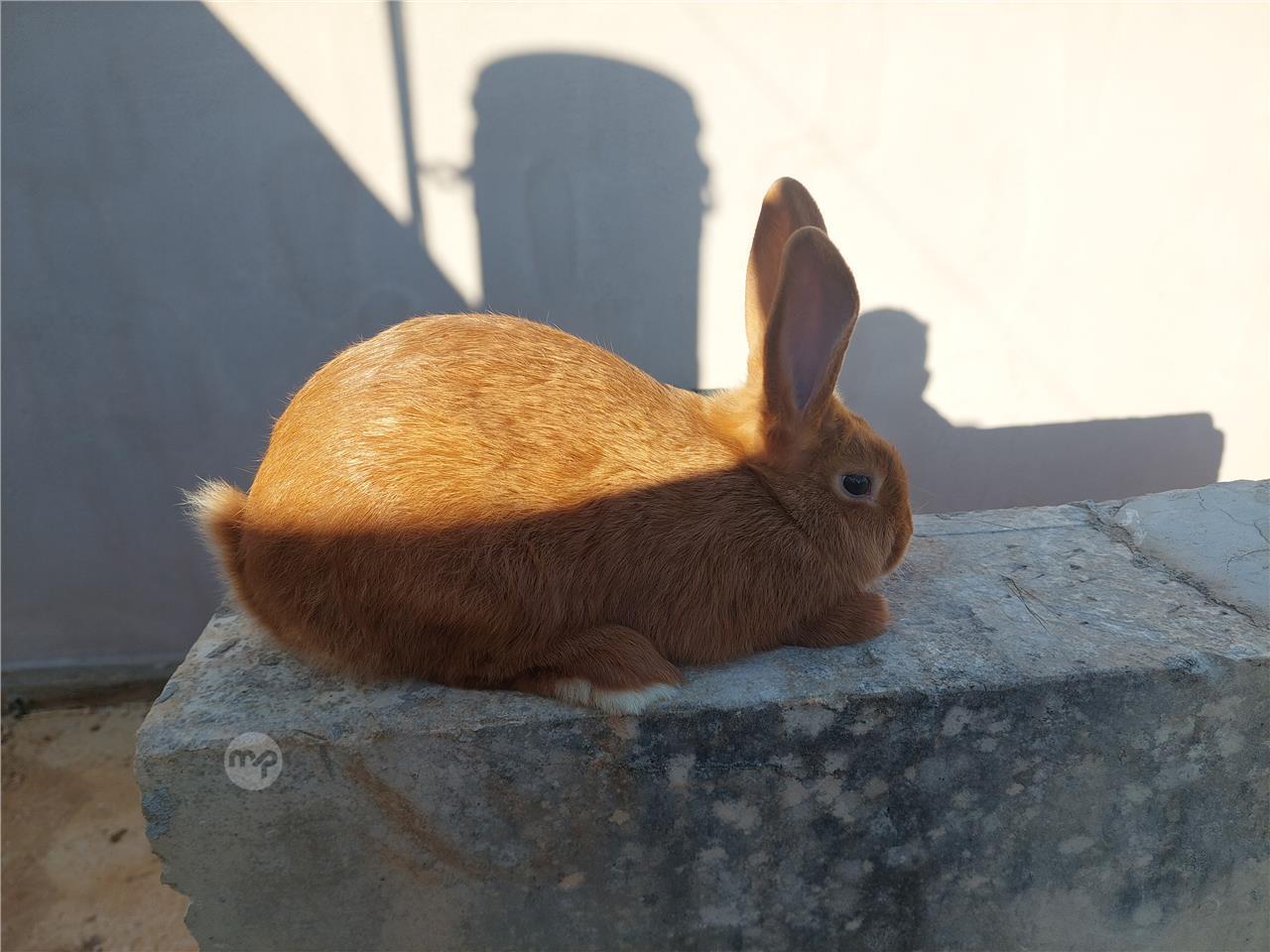 Rabbits new zealand red s | Maltapark