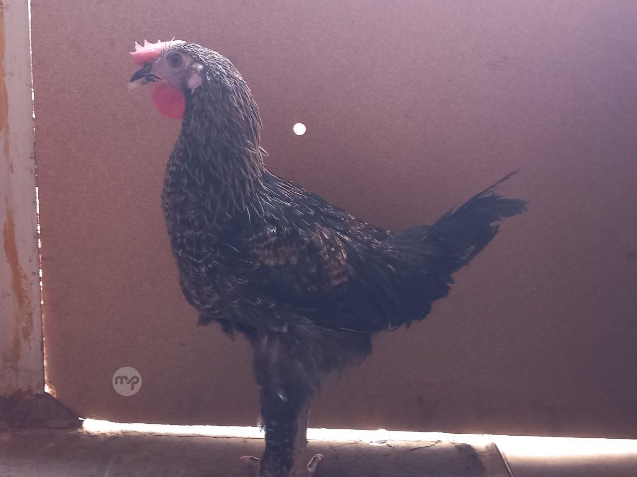 Sridaq Tal Bajd Mil Kbar | Maltapark