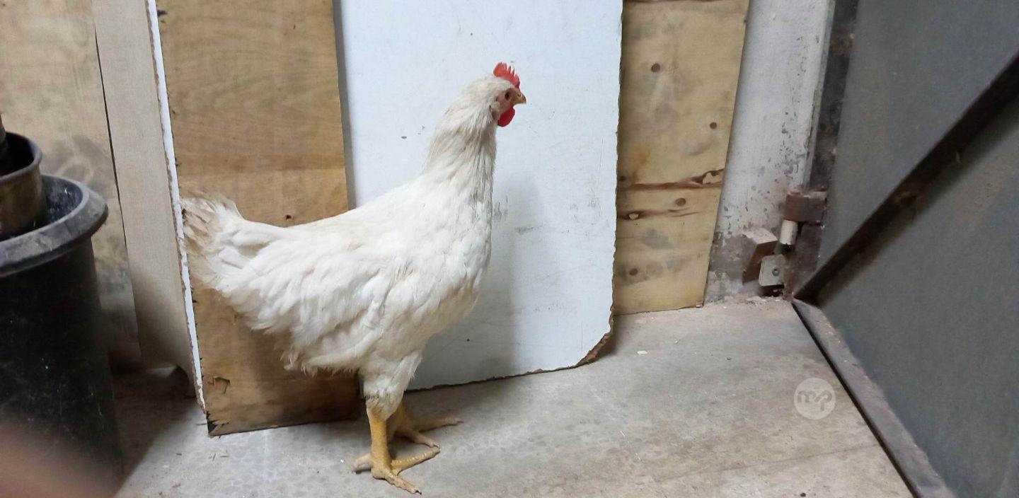 Sridaq Tal Bajd Mil Kbar | Maltapark