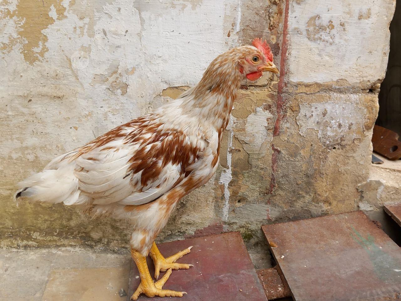 Sridaq Tal Bajd Mil Kbar | Maltapark