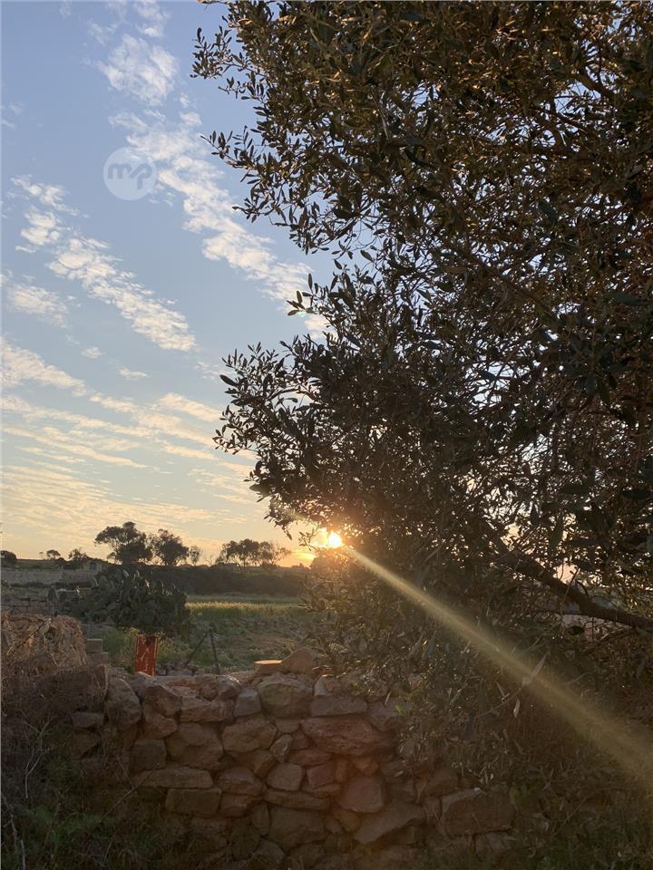 FOR SALE - Benghajsa Field / Ghalqa | Maltapark