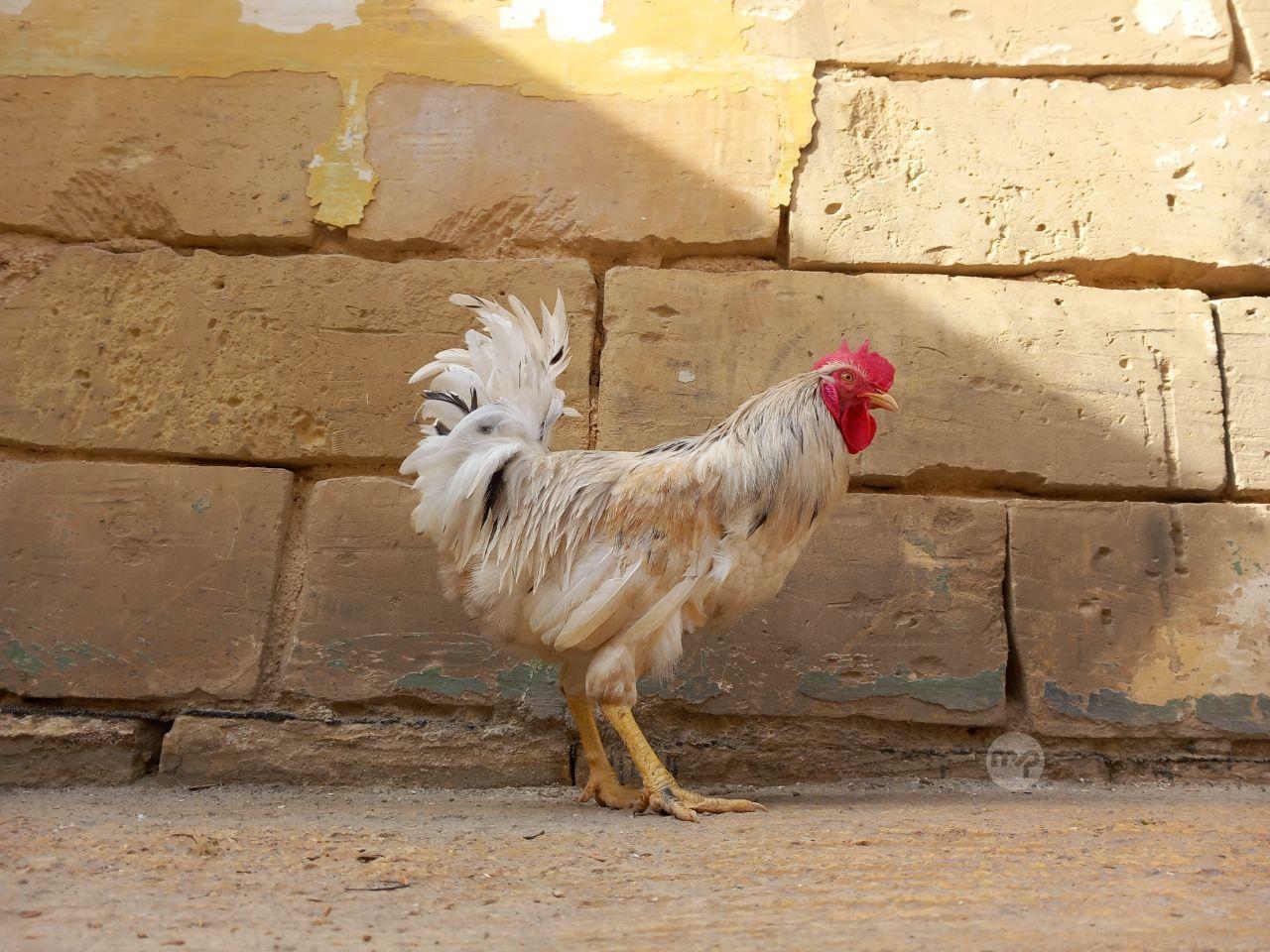 Serduq tal bajd 15 euro mob 99661587 | Maltapark