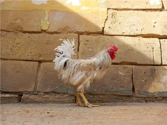 Serduq tal bajd 15 euro mob 99661587 | Maltapark