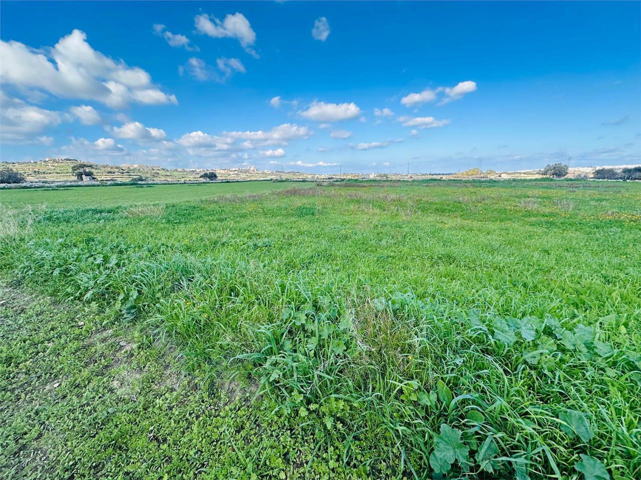 Ghalqa Limiti ta' Haz-Zebbug/Rabat- Field in Zebbug Views of Rabat ...