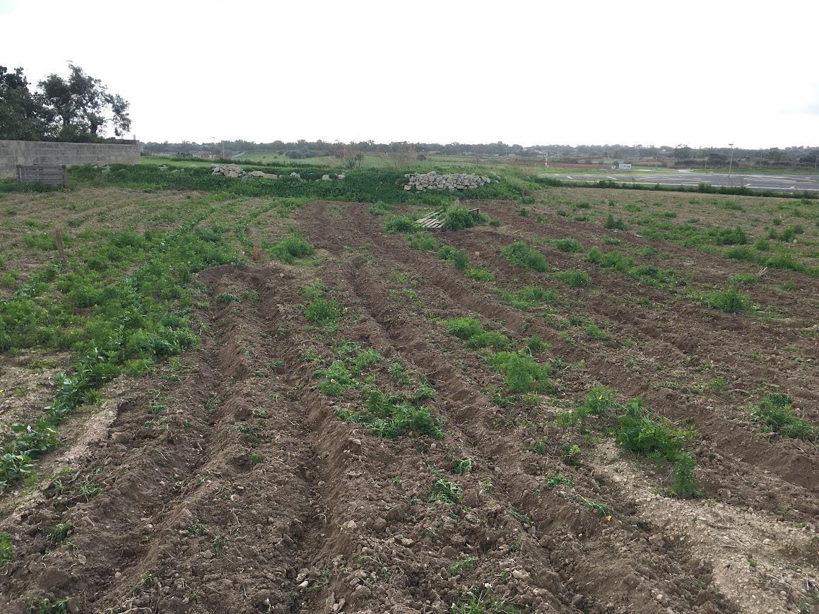 1 Tumolo Field in Gudja with a historic room, well, boundary wall and ...