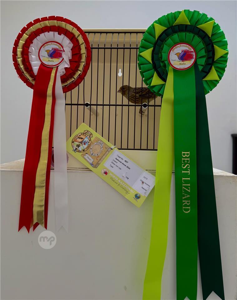 Lizard Canaries / Kanali Lizards | Maltapark